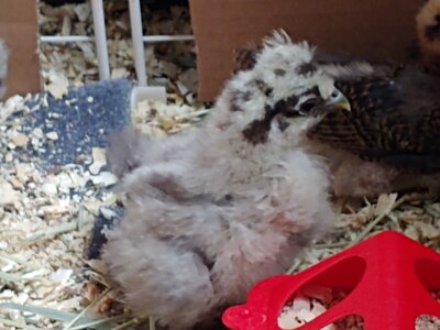 Silkie australorp cross roo | BackYard Chickens - Learn How to Raise ...