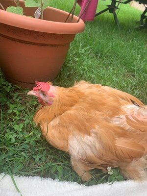 HELP! My chicken can’t stand up! | BackYard Chickens - Learn How to ...