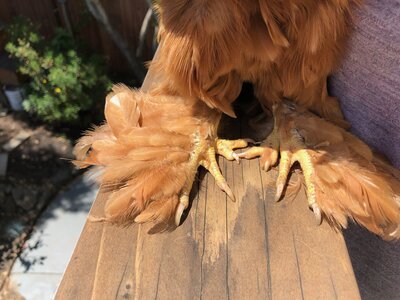 Breed?: Five toes, feathered feet red 4mo old | BackYard Chickens ...