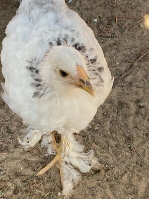 Attachments in thread "7 week old Light Brahmas - pullet or roo ...