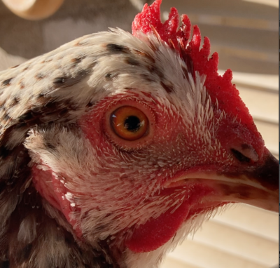 Attachments in thread "Dilated pupils and off-balance hen" | BackYard ...