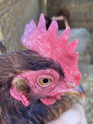 Purple comb? In the summer heat. | BackYard Chickens - Learn How to ...