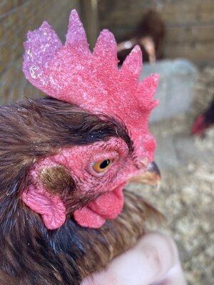 Purple comb? In the summer heat. | BackYard Chickens - Learn How to ...