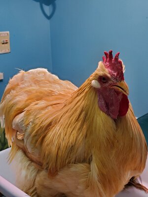 Attachments in thread "Please watch full video of rooster. He seems to ...