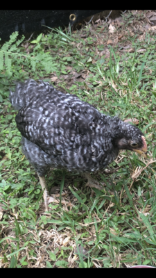 6 week old Barred Rock Pullets | BackYard Chickens - Learn How to Raise ...