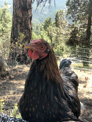 Are both or just one of my BLRW chickens roosters / cockerels ...