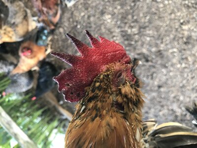 Purple comb hanging head | BackYard Chickens - Learn How to Raise Chickens