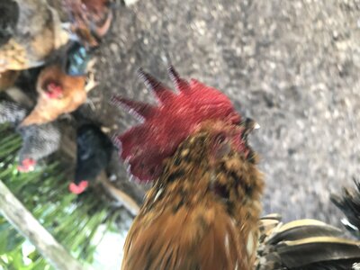 Purple comb hanging head | BackYard Chickens - Learn How to Raise Chickens