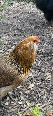 Chicken vomiting water | BackYard Chickens - Learn How to Raise Chickens
