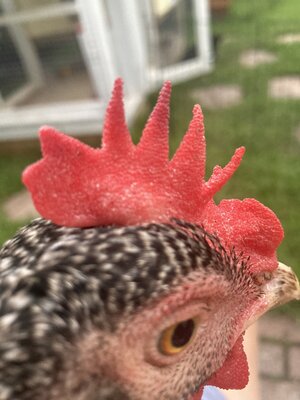 Purple comb?! In Summer | BackYard Chickens - Learn How to Raise Chickens