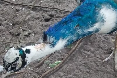 mites/peacocks | BackYard Chickens - Learn How to Raise Chickens