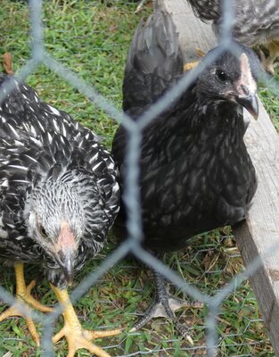 In Ma, 11 week old Pullets 2 Silver Lace Wyandottes , 1 Australorp ...