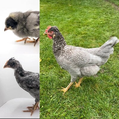 Cream legbar cross? | BackYard Chickens - Learn How to Raise Chickens