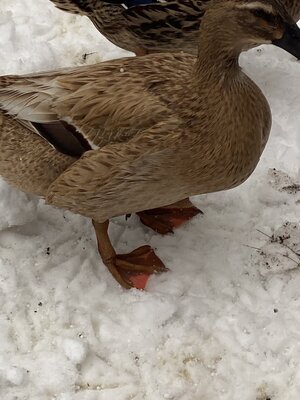 Duck feet color | BackYard Chickens - Learn How to Raise Chickens
