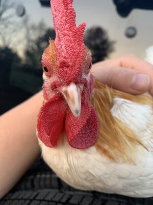 Split beak on bantem ? | BackYard Chickens - Learn How to Raise Chickens