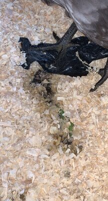 Help! Chickens are pooping black runny poop! | BackYard Chickens ...