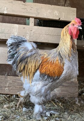 Brahma pea comb? | BackYard Chickens - Learn How to Raise Chickens