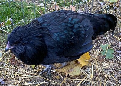 16 + week old; Any information welcome! | BackYard Chickens - Learn How ...