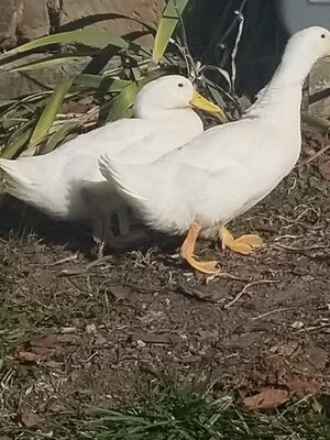 Attachments in thread "Duck with swollen chest. Need advice ...