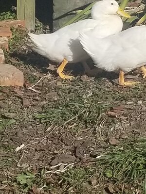 Attachments in thread "Duck with swollen chest. Need advice ...