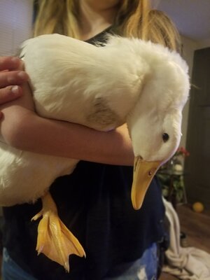 Attachments in thread "Duck with swollen chest. Need advice ...