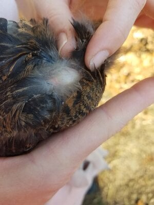 Lump on chicks right shoulder | BackYard Chickens - Learn How to Raise ...