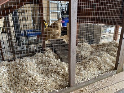 steppin' in poop in the ICU coop? | BackYard Chickens - Learn How to ...