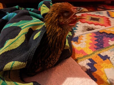 Very thin chicken with respiratory infection gasping. | BackYard ...