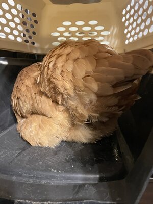 Attachments in thread "Hen in pain, stinky watery discharge from vent ...