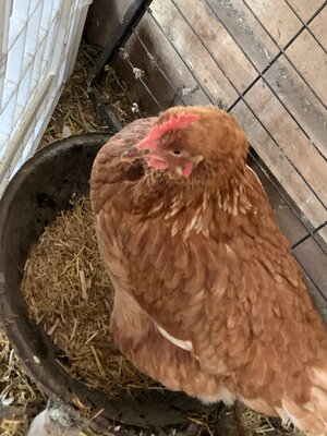 Is it Ecoli? Chicken fluffed up and has yellow/green diarrhea ...