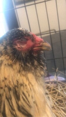 Sinus infection | BackYard Chickens - Learn How to Raise Chickens