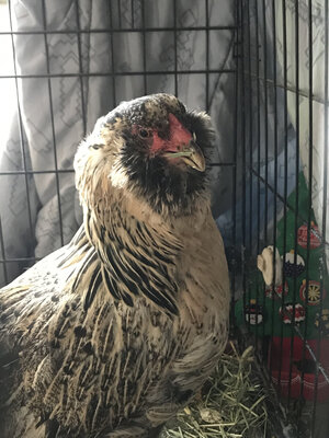 Sinus infection | BackYard Chickens - Learn How to Raise Chickens