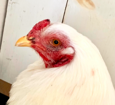 Attachments in thread "Black spots on Chantecler comb and around ...