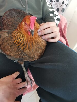 Lame Chicken - Not moving leg | BackYard Chickens - Learn How to Raise ...