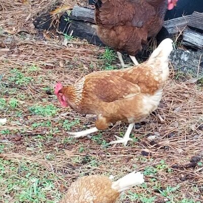 Attachments in thread "Green foamy diarrhea, dirty butt fluff ...