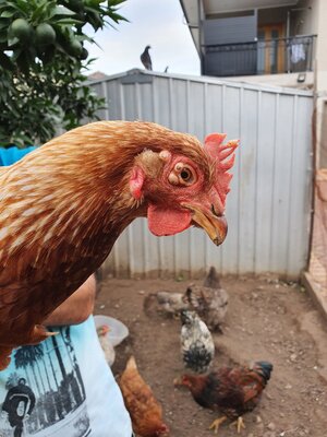 Attachments in thread "Swollen lump around face" | BackYard Chickens ...