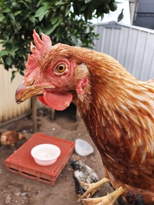 Attachments in thread "Swollen lump around face" | BackYard Chickens ...