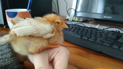 Attachments in thread "sick baby chick breathing heavy, watery ...