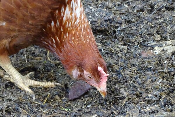 Swollen spot behind/below the ear? | BackYard Chickens - Learn How to ...