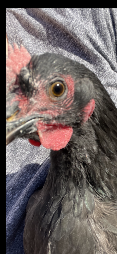 Bumps on face? | BackYard Chickens - Learn How to Raise Chickens