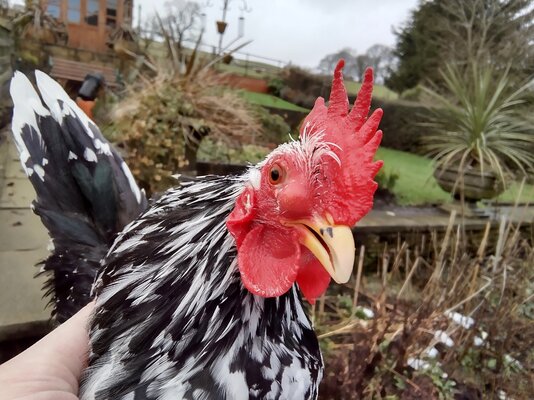 Serama male has developed an abscess | BackYard Chickens - Learn How to ...