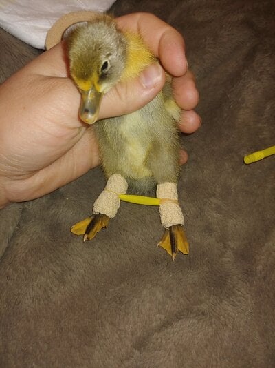 Spraddle, splay leg 3 day old, help! | BackYard Chickens - Learn How to ...