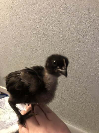 2 week old chicks. Rooster or hen? | BackYard Chickens - Learn How to ...