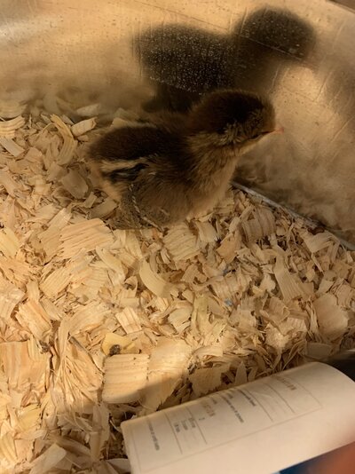 Sick baby chick | BackYard Chickens - Learn How to Raise Chickens