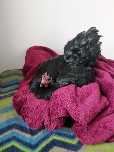 Wobbly chicken not drinking but eating well | BackYard Chickens - Learn ...