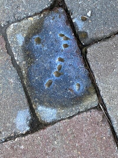 Black liquid poop dog - Wasforever