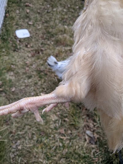 Attachments in thread "Red rash on chickens legs?" | BackYard Chickens ...