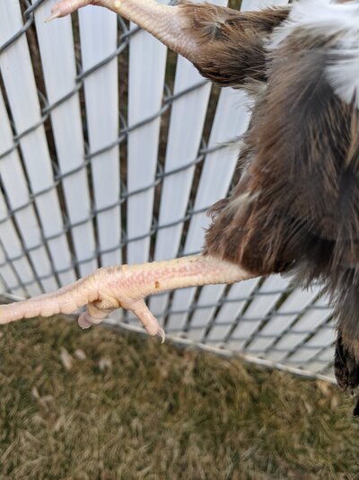Attachments in thread "Red rash on chickens legs?" | BackYard Chickens ...
