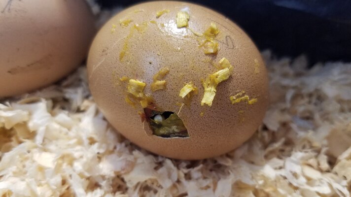 Chick pipped but yolk leaking out | BackYard Chickens - Learn How to ...