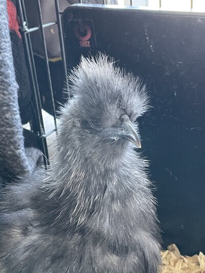 Streamer feathers?? | BackYard Chickens - Learn How to Raise Chickens